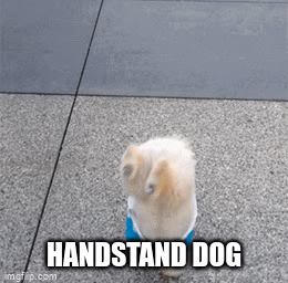 Dog doing handstand walks - Imgflip