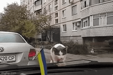 Windshield cat - Imgflip