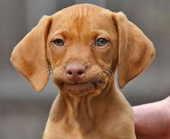 Frustrated Dog Blank Template Imgflip