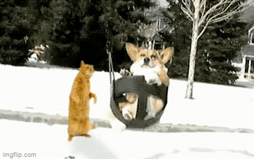 Image tagged in gifs,dogs,funny dogs,cats,funny cats,lol - Imgflip