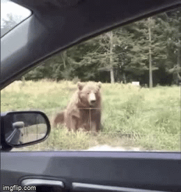 Times are tough , but the Bears are helping - Imgflip