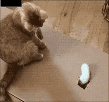 Cat Chasing Mouse Gif
