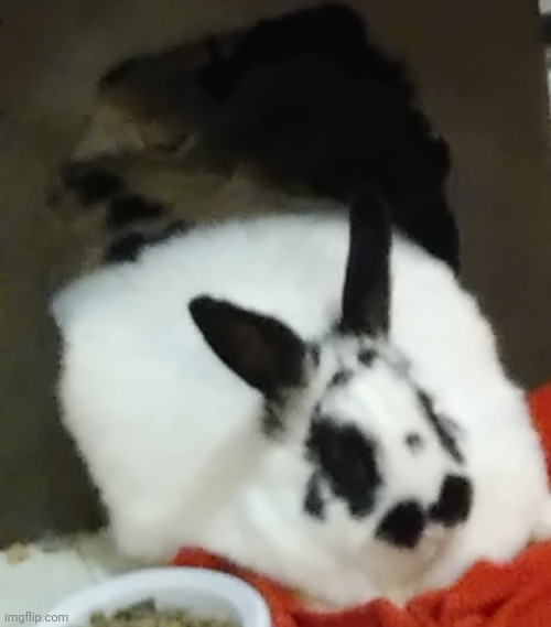 liquid rabbit - Imgflip