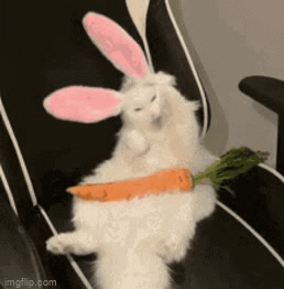 Easter cat bunny - Imgflip