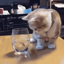 Cat fish glass - Imgflip