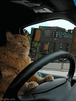 cat driving - Imgflip
