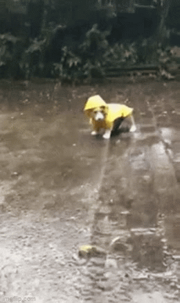 Dog in rain - Imgflip