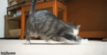 Spinster cat - Imgflip