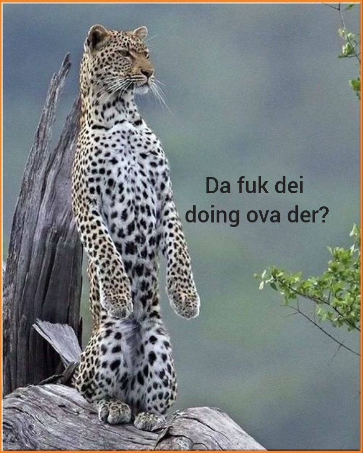 Da fuk dei doing ova der Memes - Imgflip