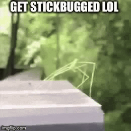 get stick bugged lol - Imgflip