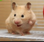 I squash the bug - Imgflip