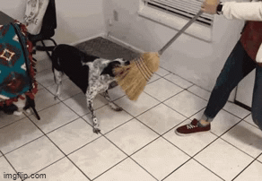 Dog broom - Imgflip