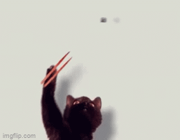 Cat fly chopsticks - Imgflip