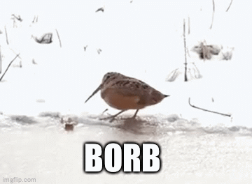 Borb - Imgflip