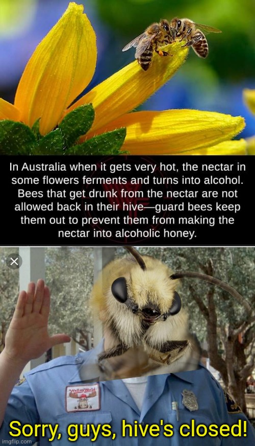 Buzzing Bees - Imgflip