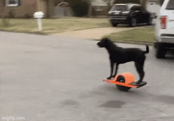 Wheeeeeeeeee - Imgflip