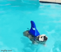 Shark dog - Imgflip