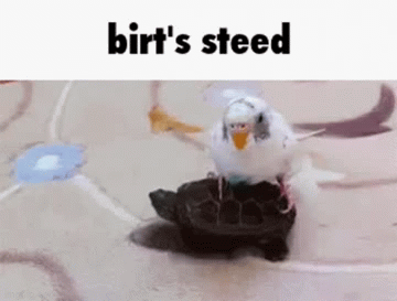birbs steed - Imgflip