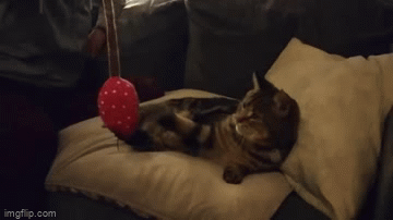 Wheeeeeeeeee - Imgflip