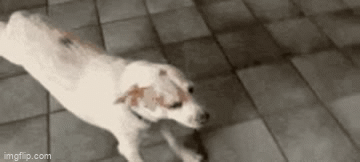 Dog stretching - Imgflip
