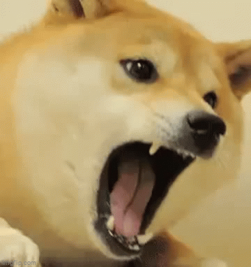 Screaming doge - Imgflip