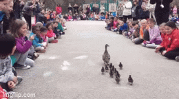 DUCK PARADE - Imgflip
