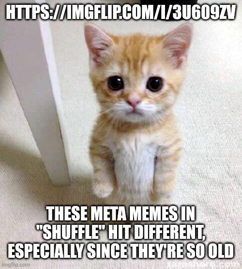 Cute Cat Meme - Imgflip