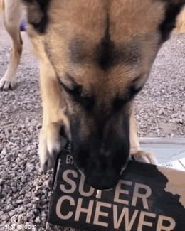 Dog super chewer - Imgflip