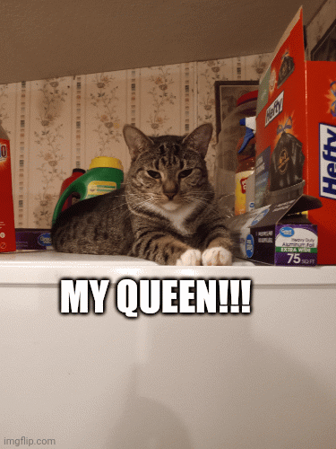 Animated GIF - Imgflip