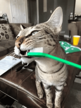 Toothbrush cat - Imgflip