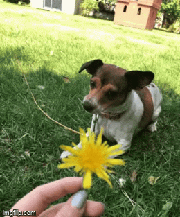 Eating flower - Imgflip