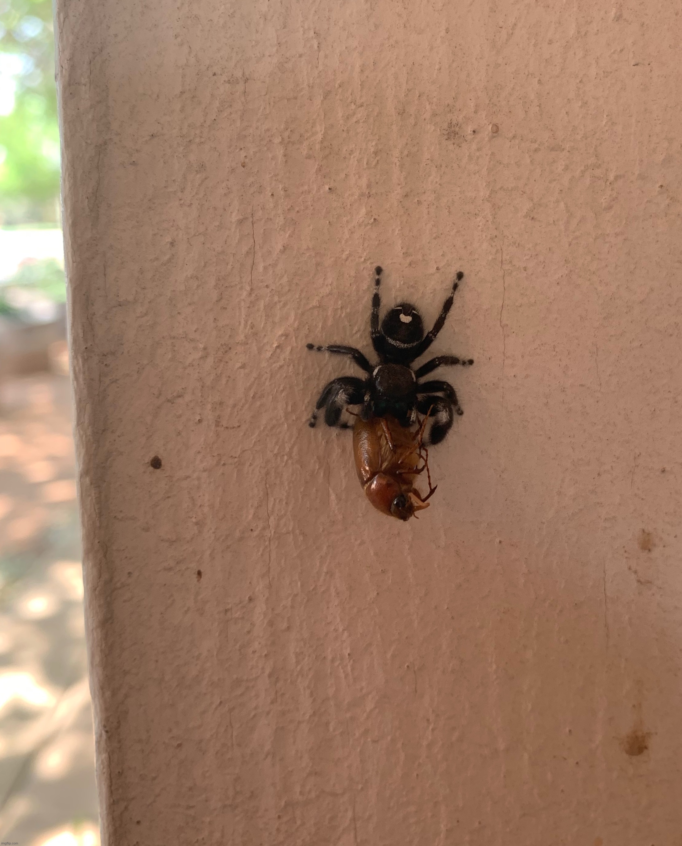 Good job, jumping spider. You got a june beetle this time. - Imgflip