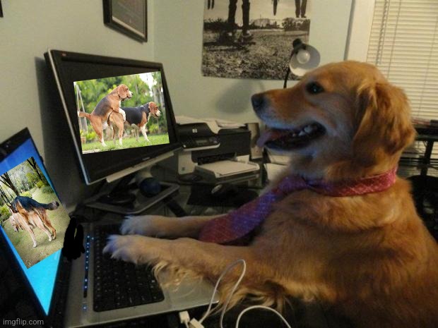 Dog behind a computer - Imgflip