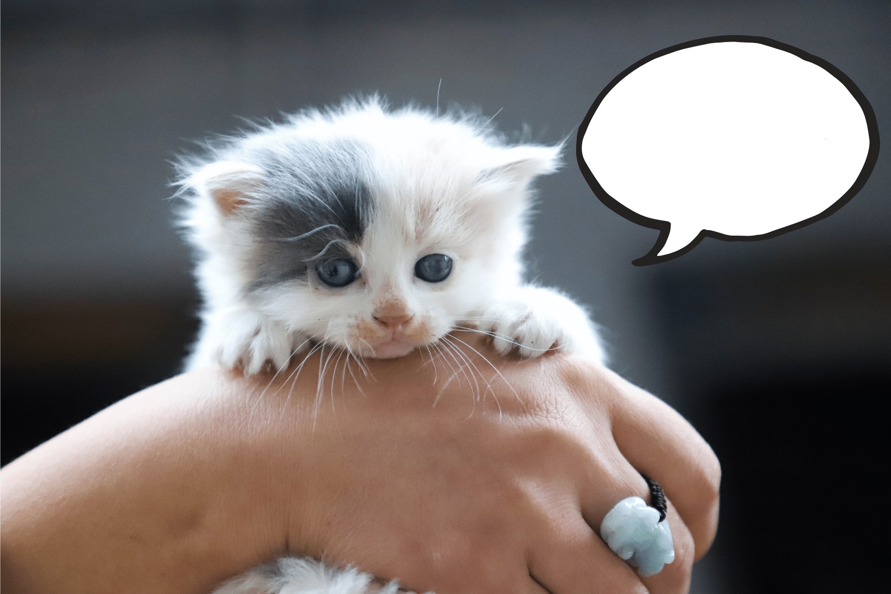 What da cat doin Blank Template - Imgflip