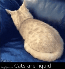 Liquid kitty kat - Imgflip