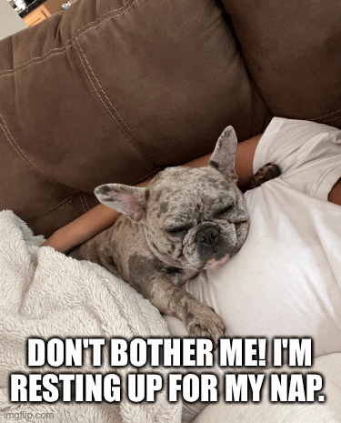 Resting for my nap - Imgflip