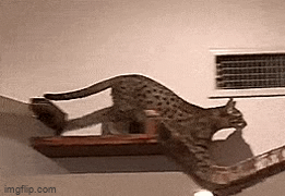 Cat rope bridge - Imgflip