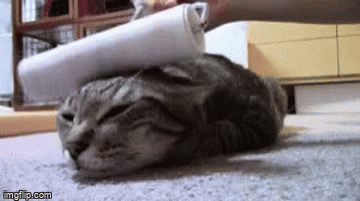 Cat roller massage - Imgflip