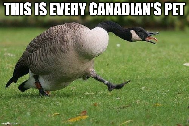 Angry Canada Goose - Imgflip