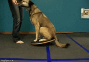 Dog balancing - Imgflip