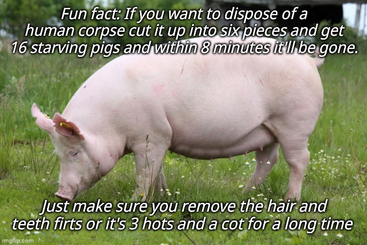Fun Facts 101 Imgflip