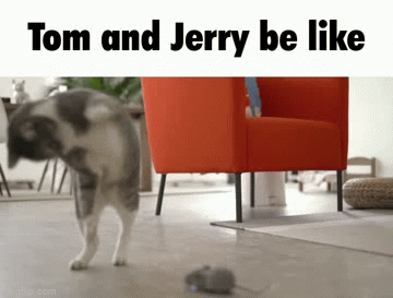 Cat and mouse - Imgflip