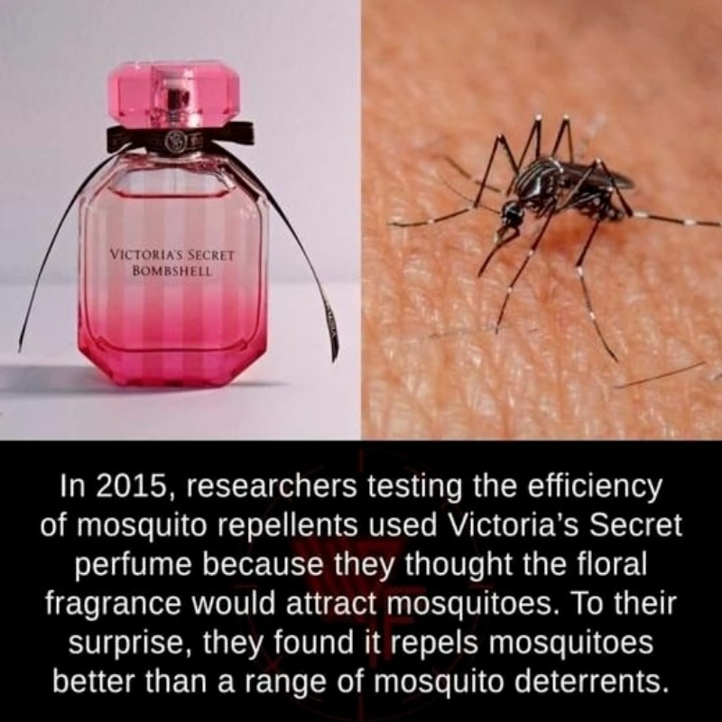 Victoria's Secret Bombshell: Mosquito Repellent - Imgflip