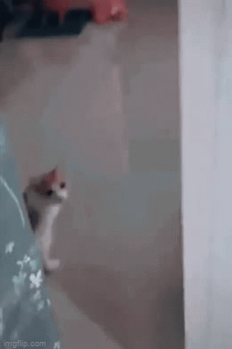 Running cat - Imgflip