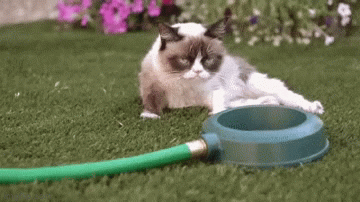 Cat water sprinkler - Imgflip
