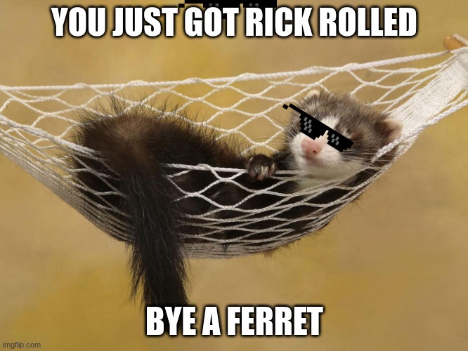 ferret roll #ferret - Imgflip