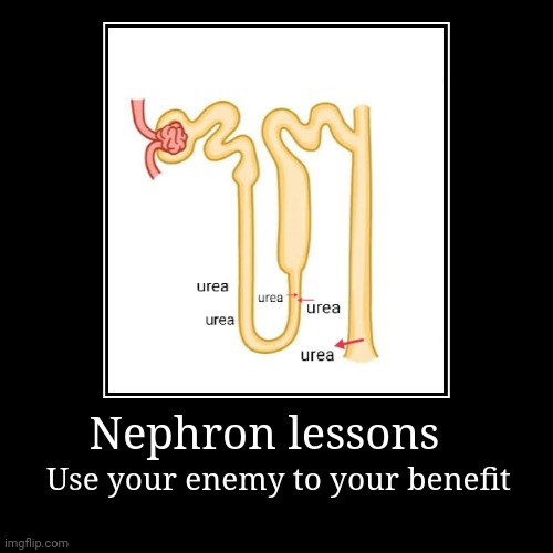 Nephron lessons - Imgflip
