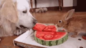 Dog rabbit fruit - Imgflip