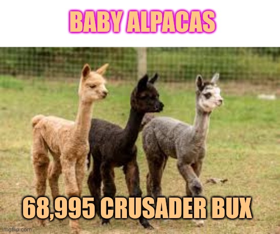 Alpacas. The thinking man's llama - Imgflip