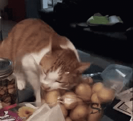 Cat potato bite - Imgflip